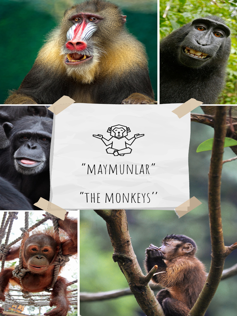 Simple Collage Monkey Instagram Story | PDF
