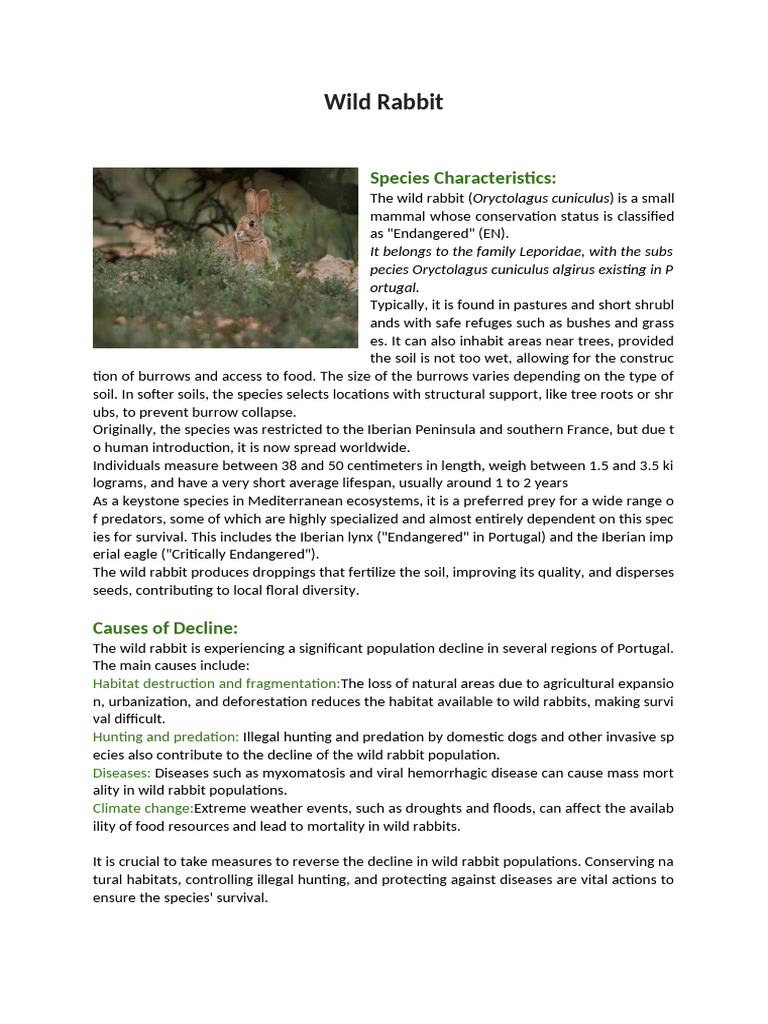 Inês Ferreira e Mariana - Wild Rabbit | PDF | Rabbit | Ecology