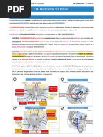 Tabla de Músculos Del Suelo Pélvico (Periné) | PDF | Pelvis | Anatomía ...