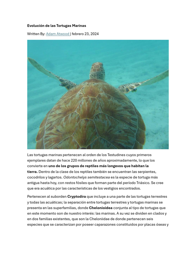 evolucion de las tortugas | PDF | Tortuga | Zoología