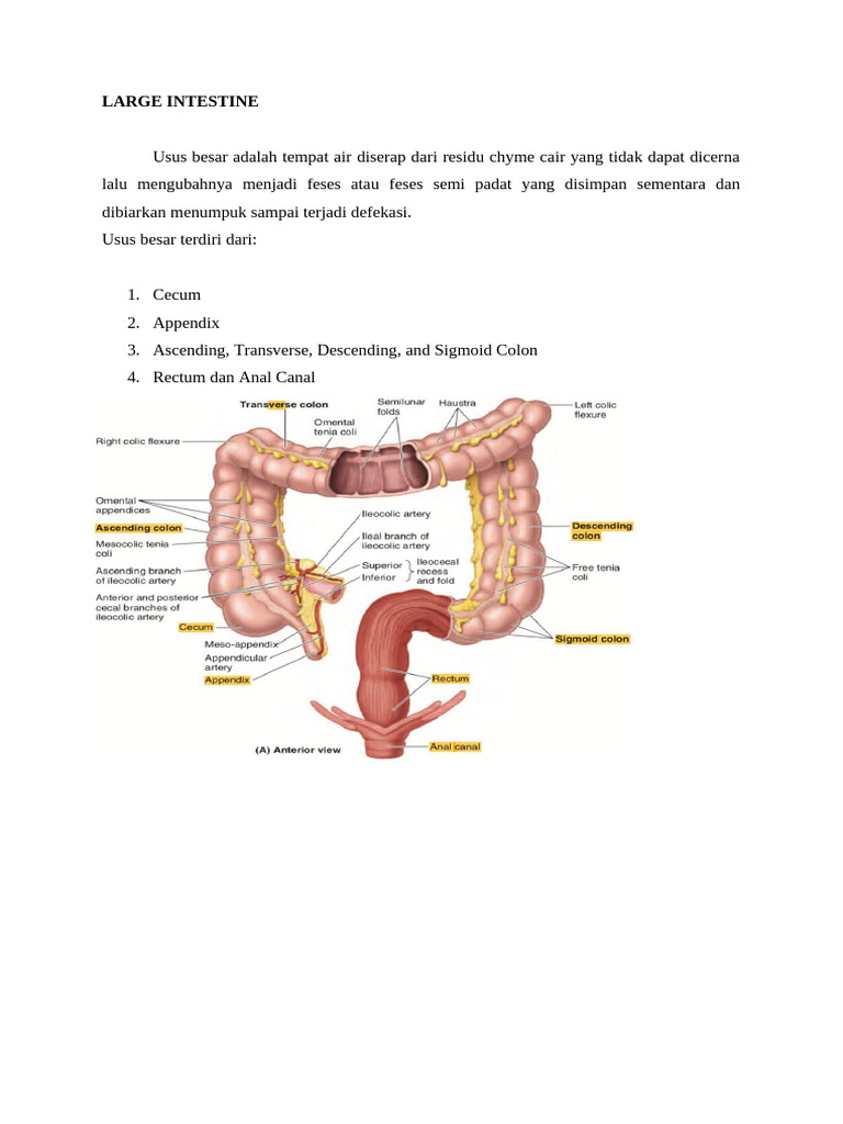 Anatomi, Histologi LARGE INTESTINE | PDF