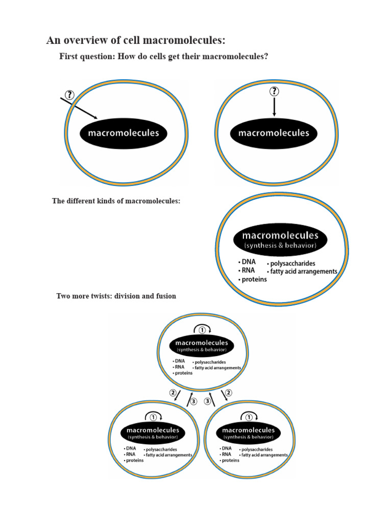 05 Macromolecule Overview | PDF | Macromolecules | Rna