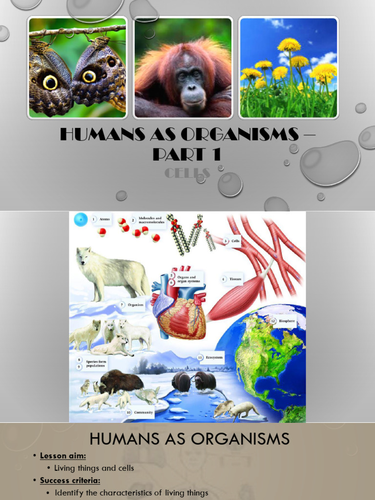 Understanding Cells: Human Organisms Basics | PDF | Cell (Biology ...