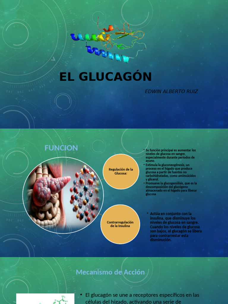 El Glucagón | PDF