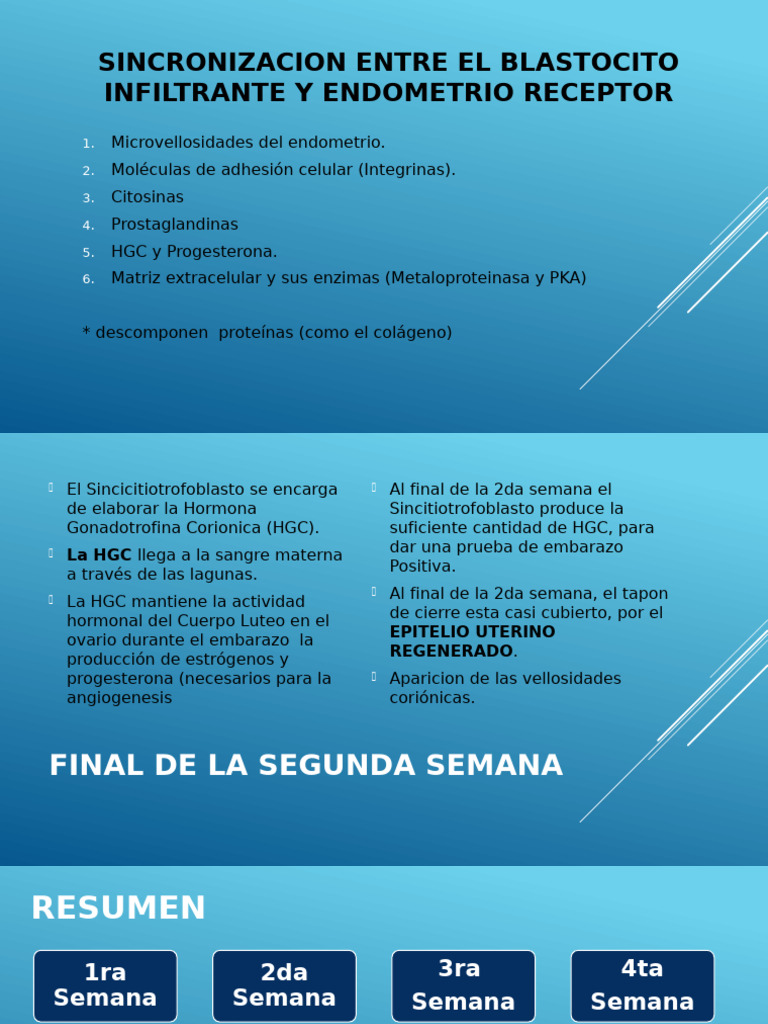 Sincronizacion Entre El Blastocito Infiltrante y Endometrio Receptor ...