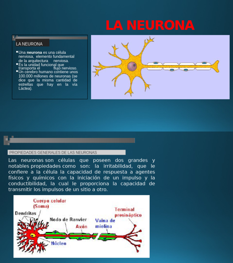 Propiedades y Función de las Neuronas | PDF