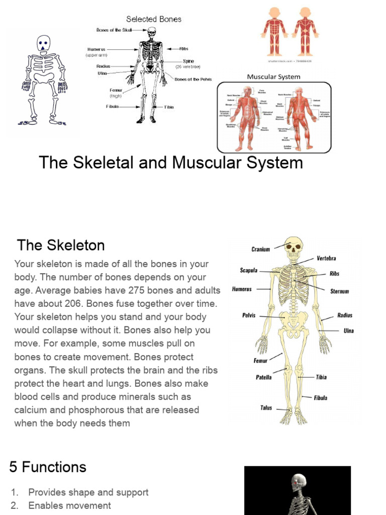 Skeletal and Muscular System Slides | PDF | Muscle | Skeleton