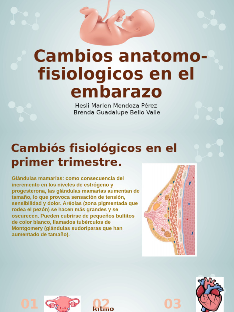 Cambios fisiológicos en el embarazo | PDF | El embarazo | Útero