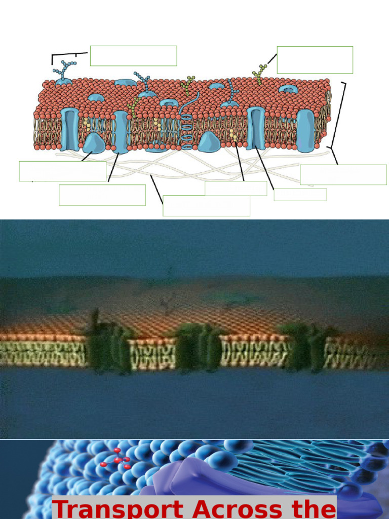 Membrane Transport Processes Explained | PDF | Cell Membrane | Osmosis