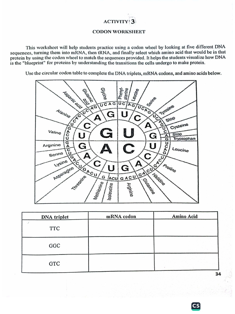Codon Worksheet | PDF