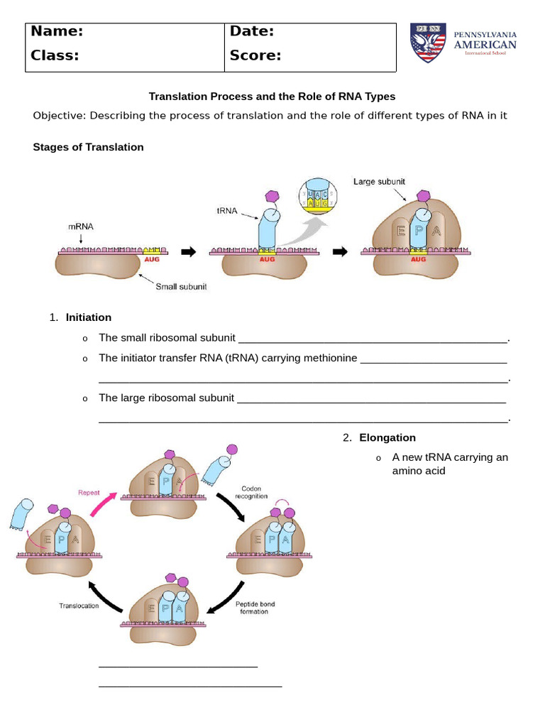 RNA Roles in Translation Process | PDF | Translation (Biology) | Ribosome