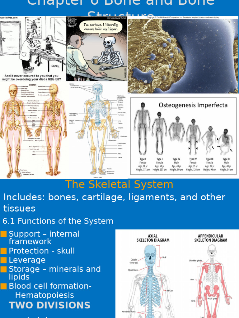 Chapter 6 Bones and Bone Structure 24 | PDF | Bone | Osteoblast