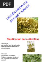 Glosario de briofitos y caulidios | PDF | Hoja | Plantas