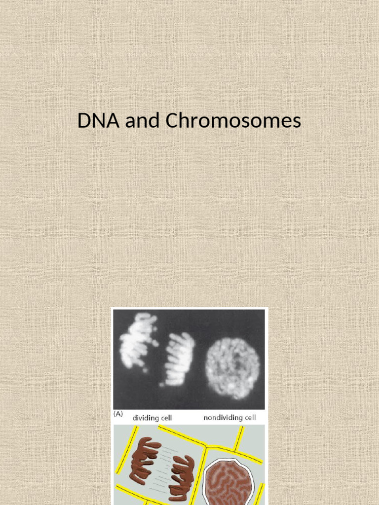 Alberts Essentials 3a Ed Cap 5 DNA and Chromosomes and 6 DNa ...