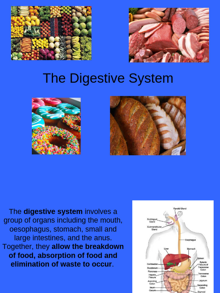 Peristalsis in the Digestive System | PDF | Digestion | Small Intestine