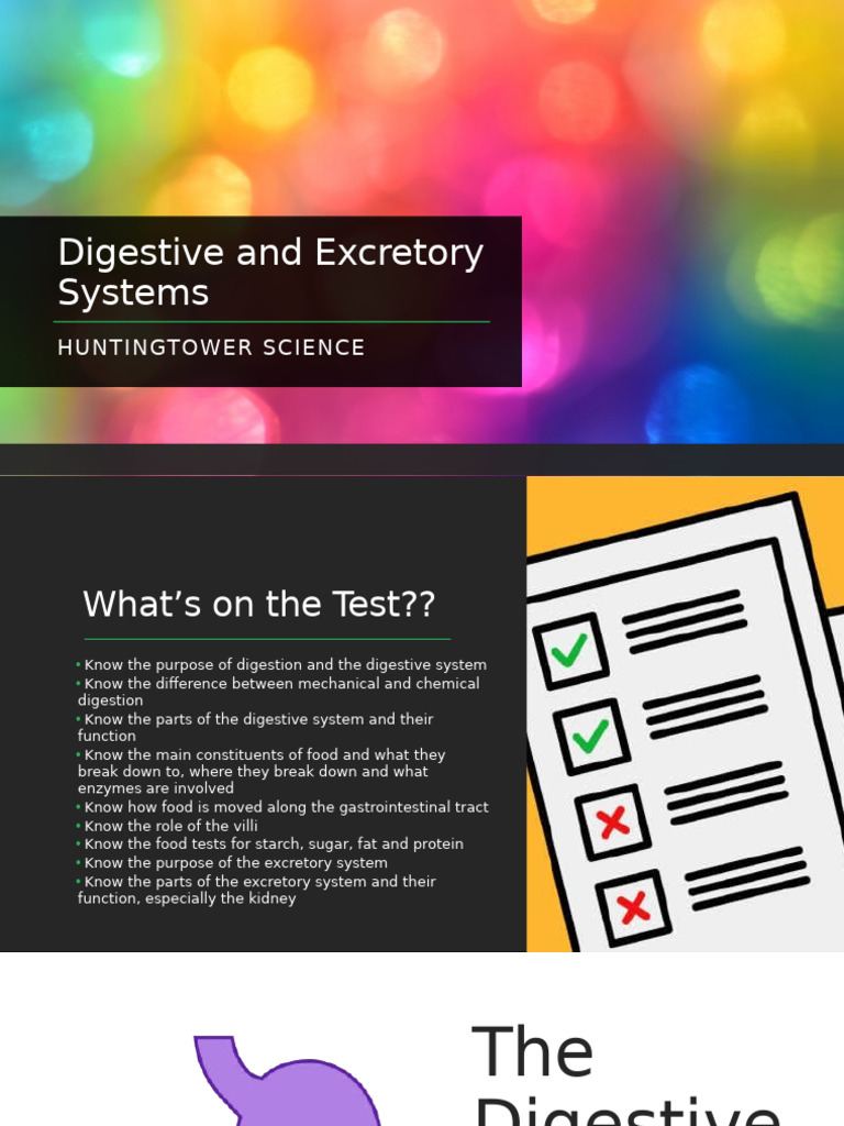 Digestive and Excretory Systems - Student | PDF | Digestion | Stomach