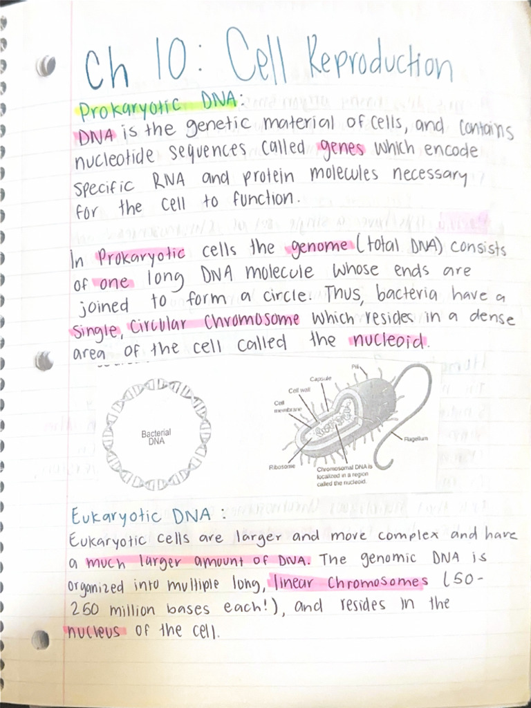 CH 10 Cell Reproduction | PDF