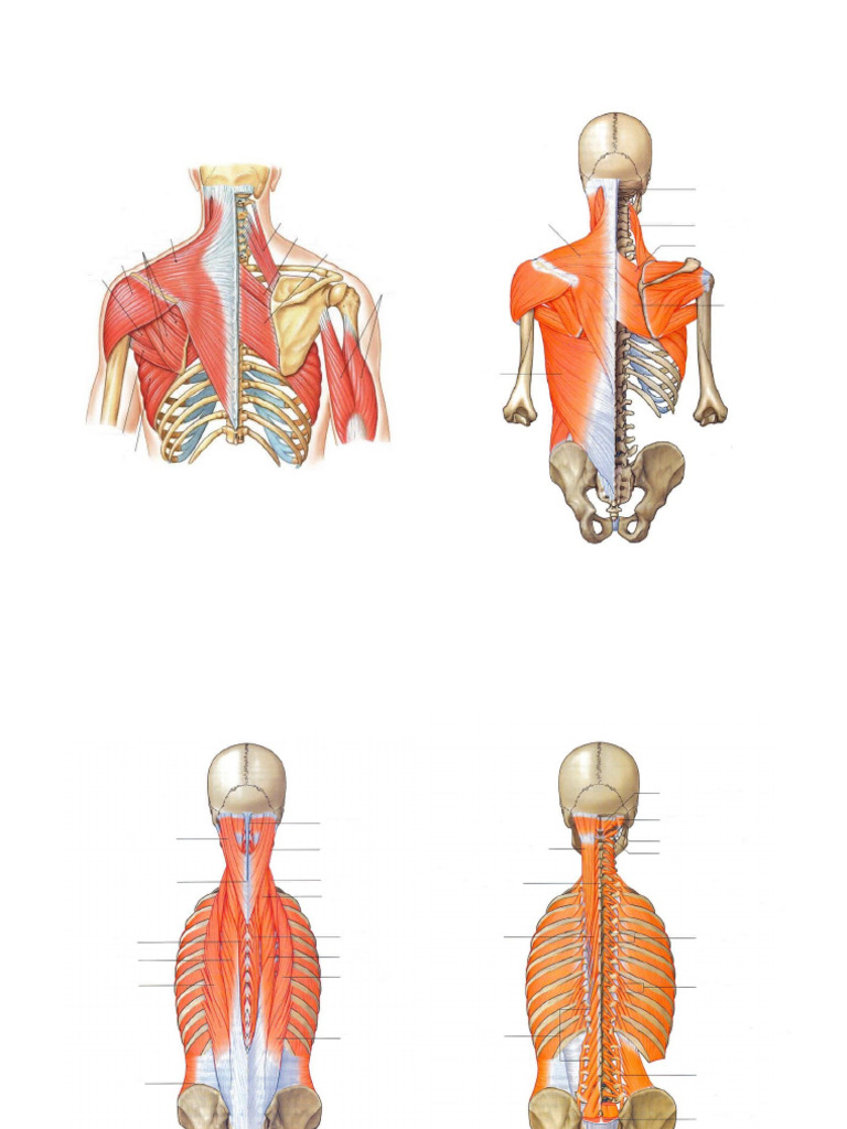 cuello imprimir | PDF