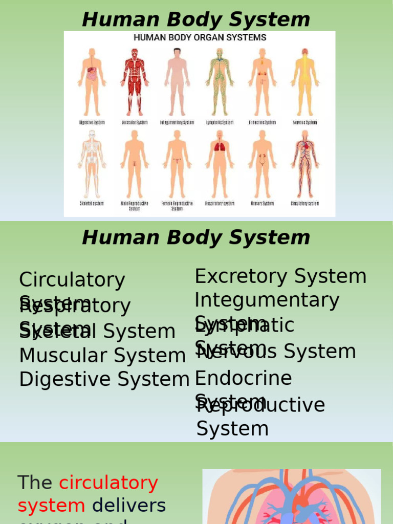 WEEK 18 1. ORGAN Systems | PDF | Luteinizing Hormone | Human Body