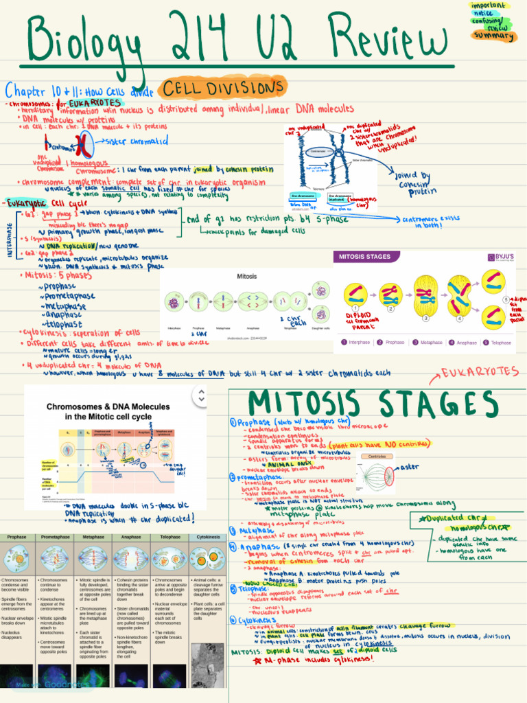 Mitosis review | PDF | Mitosis | Cellular Processes