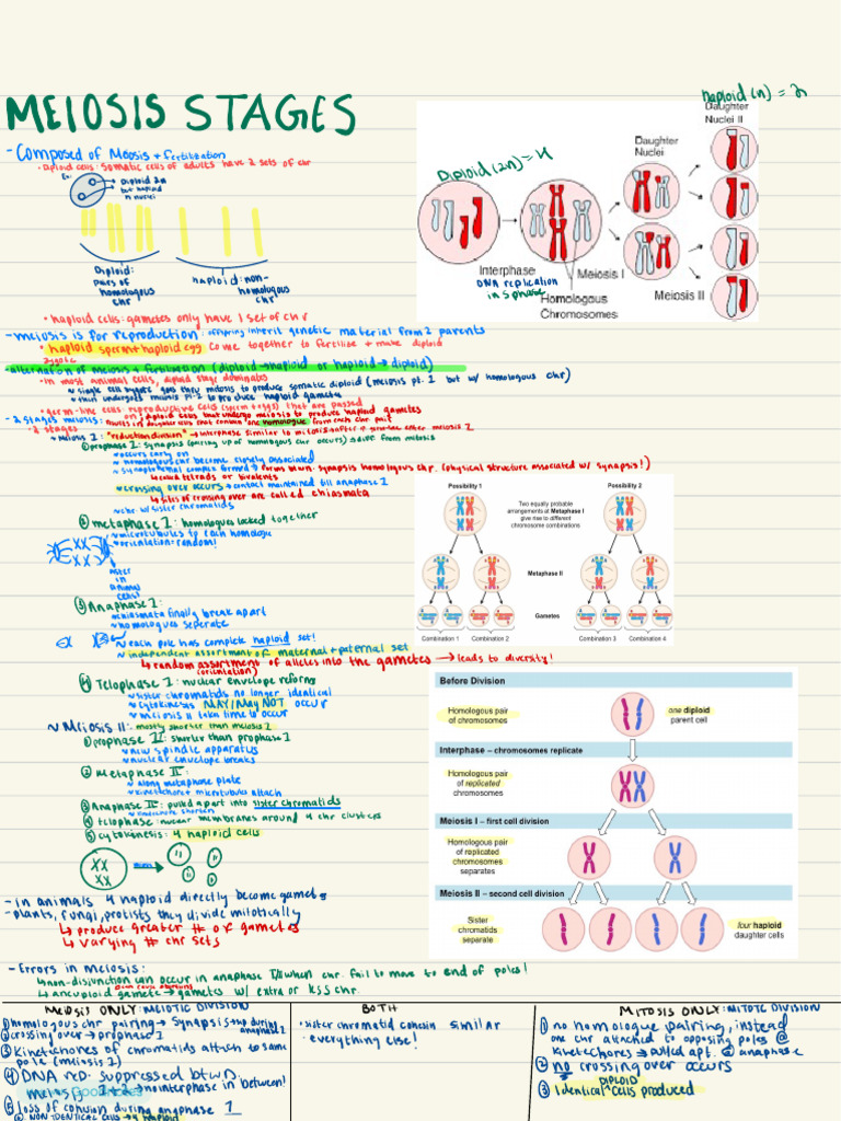 meiosis review | PDF | Meiosis | Mitosis