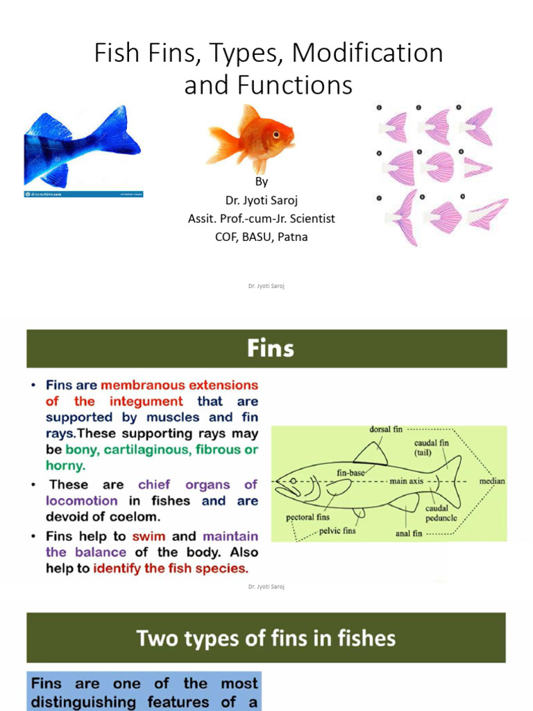 Types of Fins | PDF