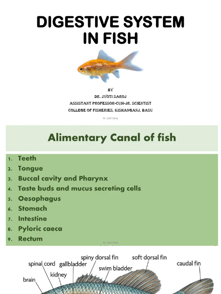 Digestive System of Finfish | PDF
