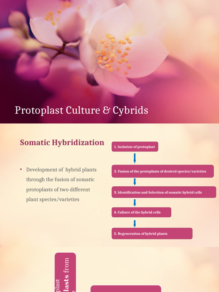 Protoplast Culture and Cybrid Formation | PDF | Ploidy | Hybrid (Biology)