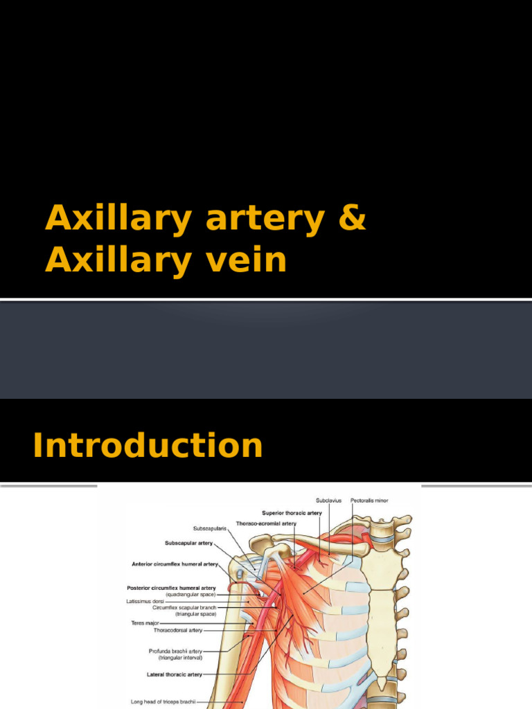 Axillary artery & Axillary vein ppt | PDF