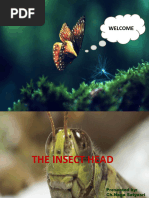 Insect Body Segmentation Guide | PDF | Insects | Arthropodology