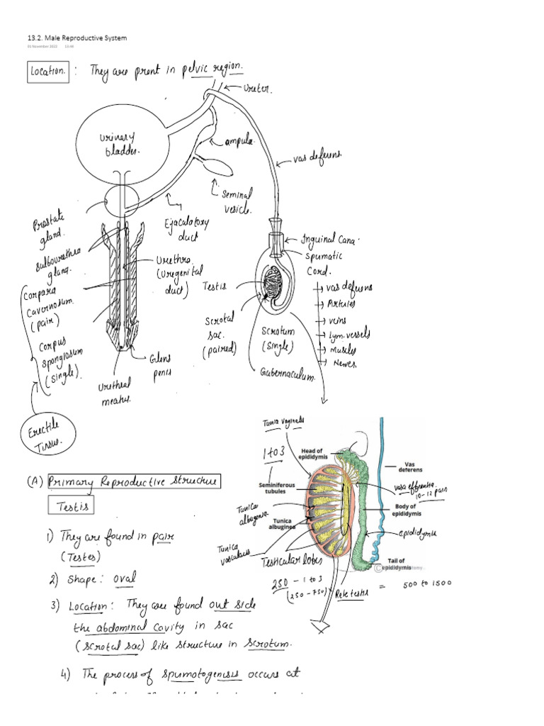 13.2. Male Reproductive System (1) | PDF
