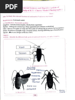 Cockroach Ncert | PDF