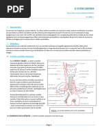 Anatomie Carotide Externe Oran 2016 | PDF | Artère carotide commune | Cou