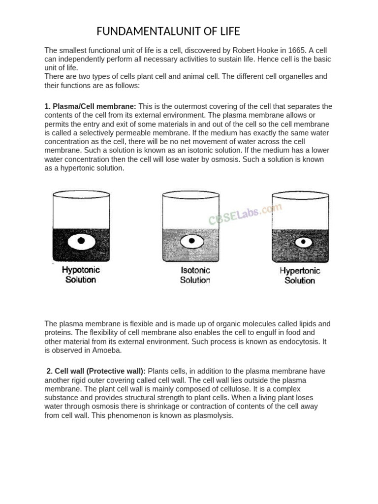 Understanding Cell Structure and Function | PDF | Endoplasmic Reticulum ...