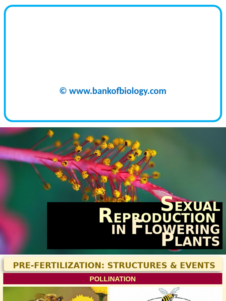 2 Sexual Reproduction in Flowering Plants -Part 2 Pollination n Double ...