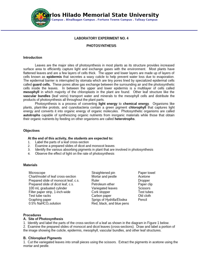 Lab Activity 4 Photosynthesis | PDF | Leaf | Photosynthesis