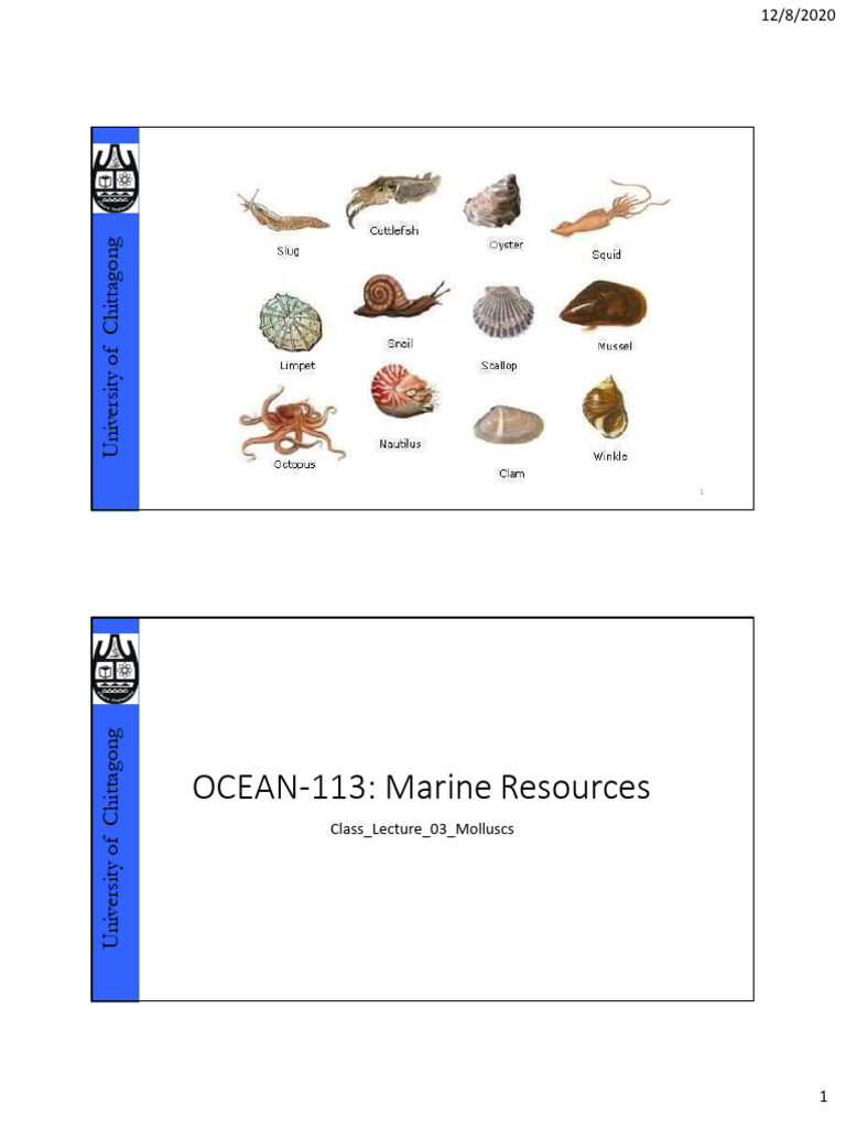 OCEAN 113 Class Lecture 04 Molluscs | PDF | Mollusca | Bivalvia