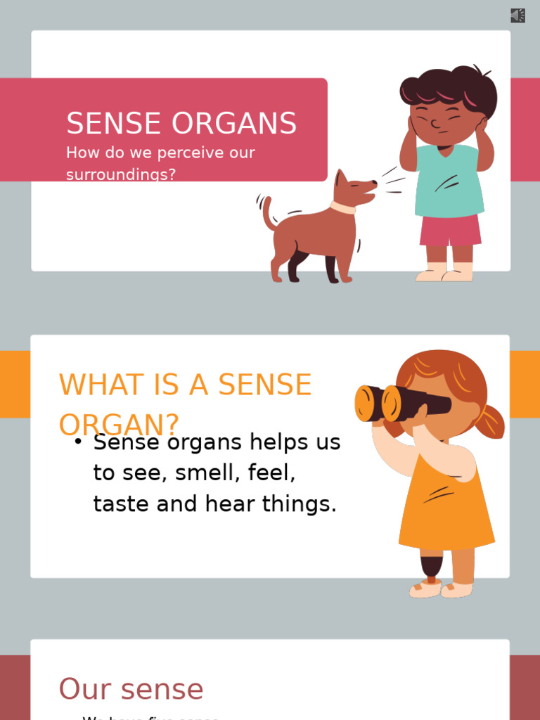 Sense Organs | PDF