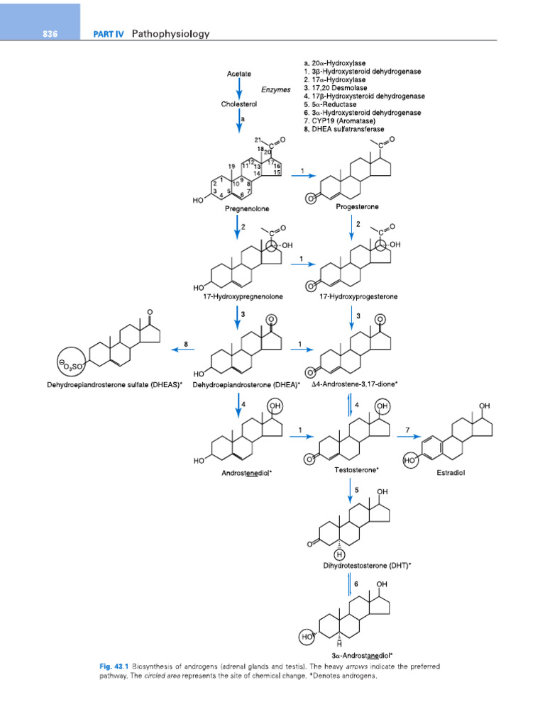 Androgen | PDF