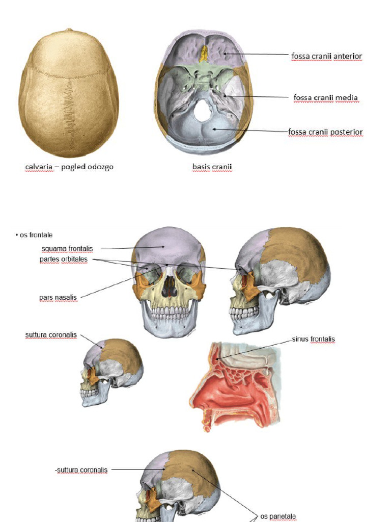 1.Kosti glave - kosti neurokranija i viscerokranija | PDF
