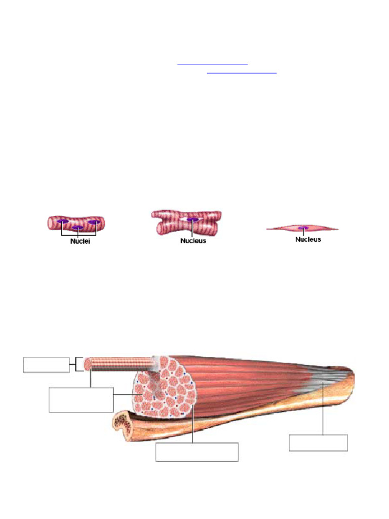 Anatomy_Review (5) | PDF | Muscle | Muscle Contraction