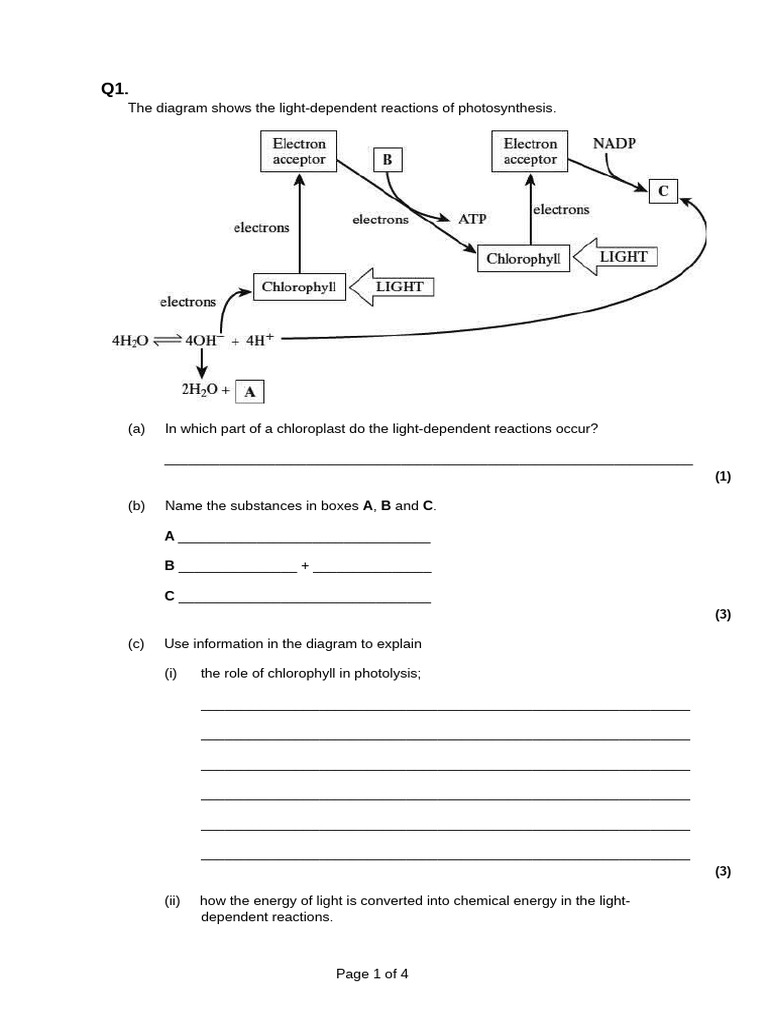 Intro To Photosynthesis | PDF | Photosynthesis | Photochemistry
