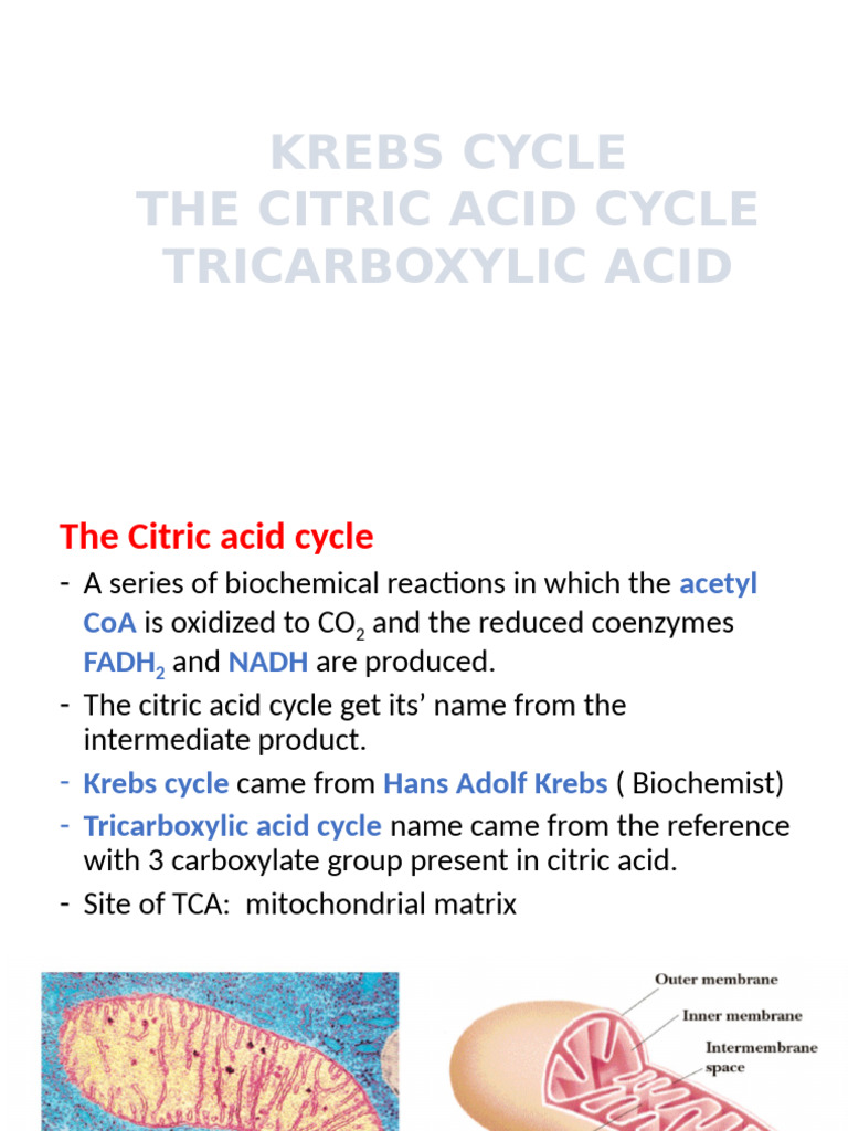 Krebs Cycle | PDF
