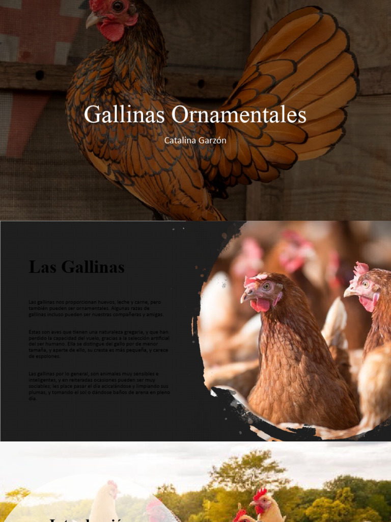 Gallinas Ornamentales | PDF | Pollo | Aves