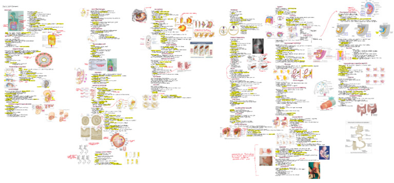 Development of The Intestine | PDF