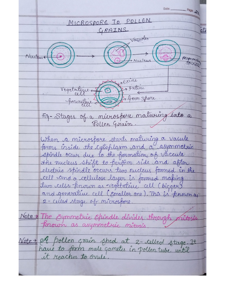 Development of Pollen Grain | PDF