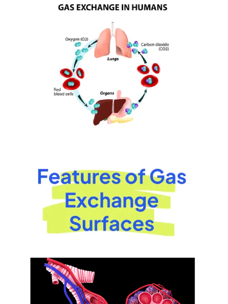 Gas Exchange in Humans | PDF