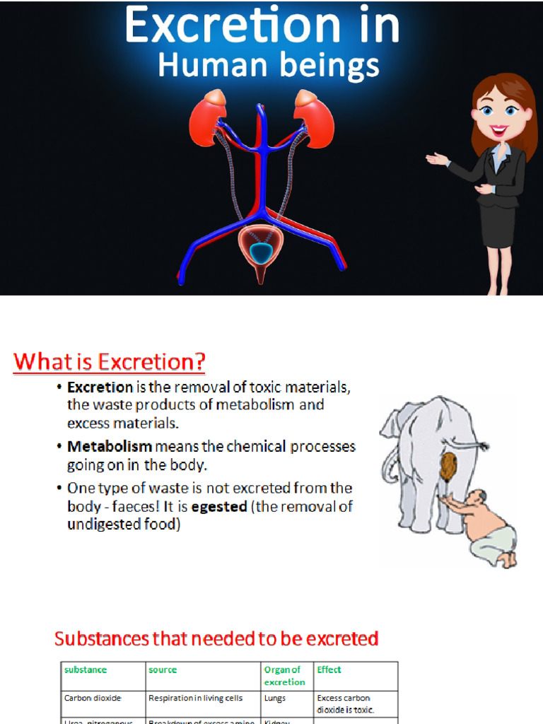 Excretion in Humans | PDF