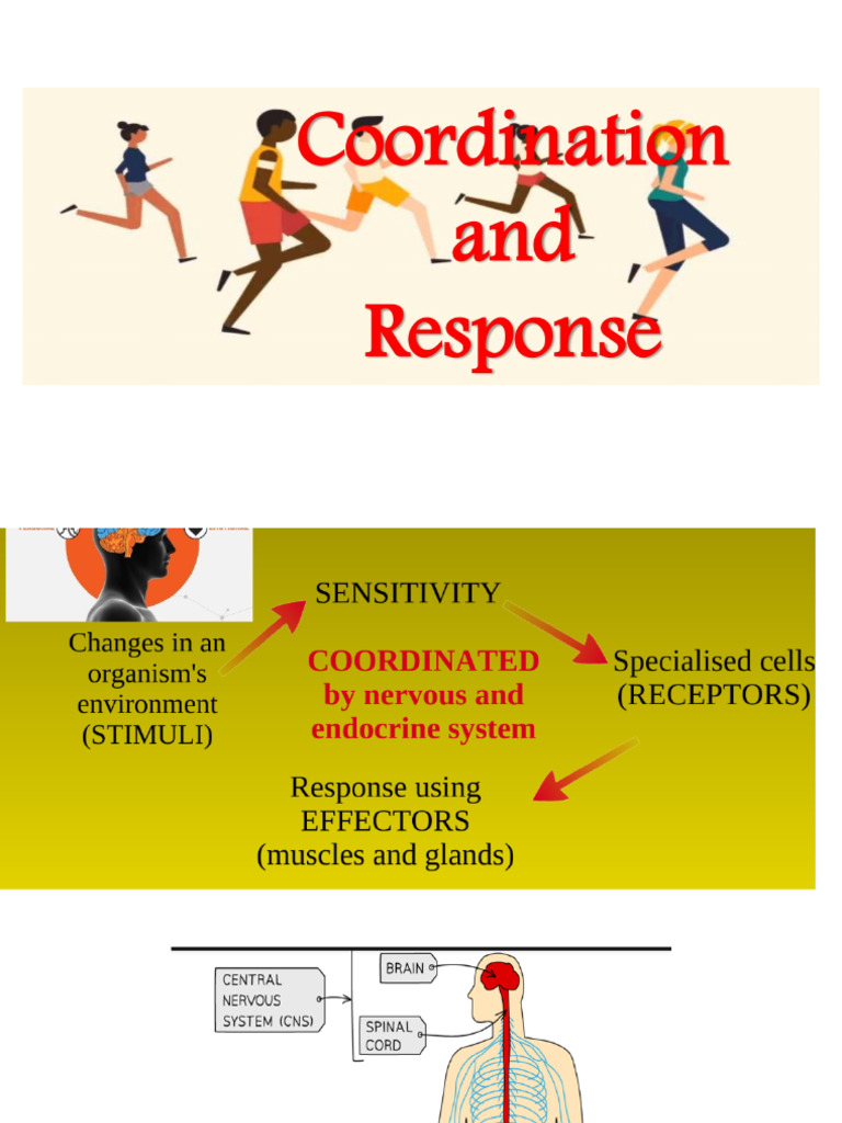 Understanding the Blind Spot in Vision | PDF