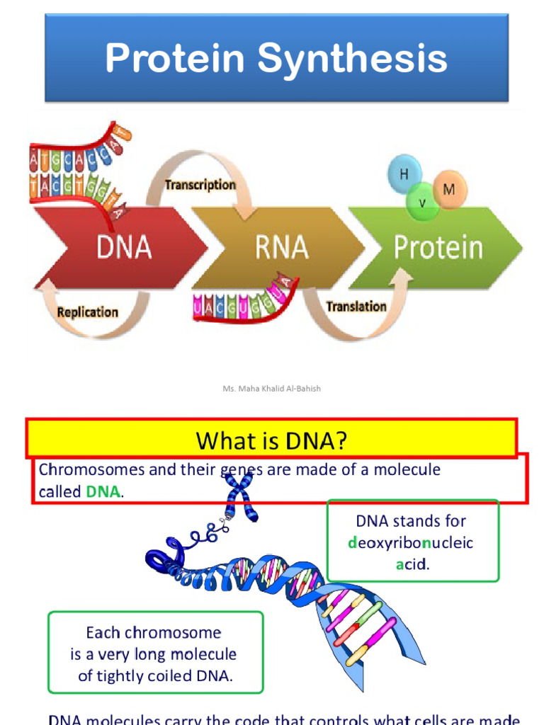 Protein Synthesis NEW | PDF